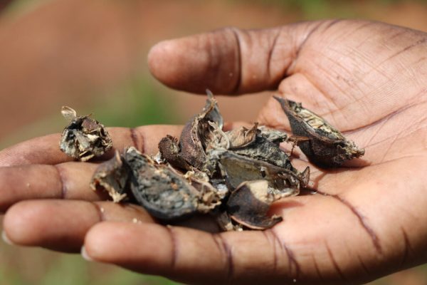 Forbes Afrique I Ressources I Les autorités maliennes viennent à la ...