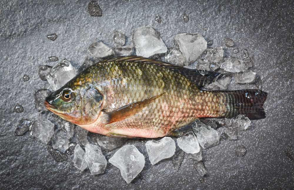 Forbes Afrique I Pisciculture I Lofty Farm le tilapia bio made in Togo