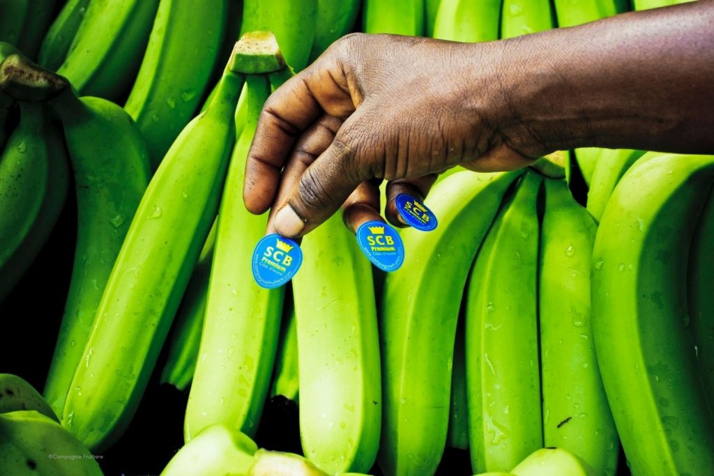 Forbes Afrique I Enquête I La Banane Africaine : Une Histoire De Famille